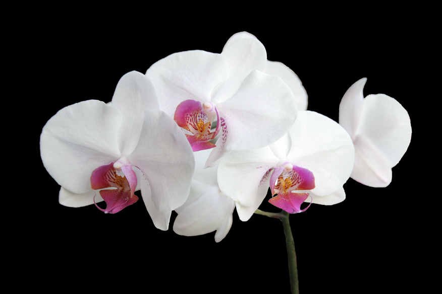 Orchids